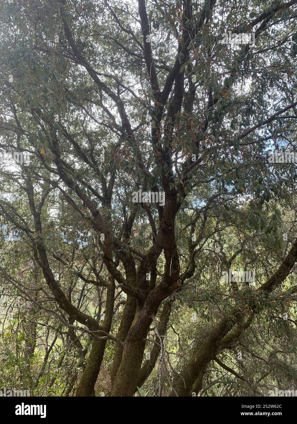 canyon live oak (Quercus chrysolepis Stock Photo - Alamy