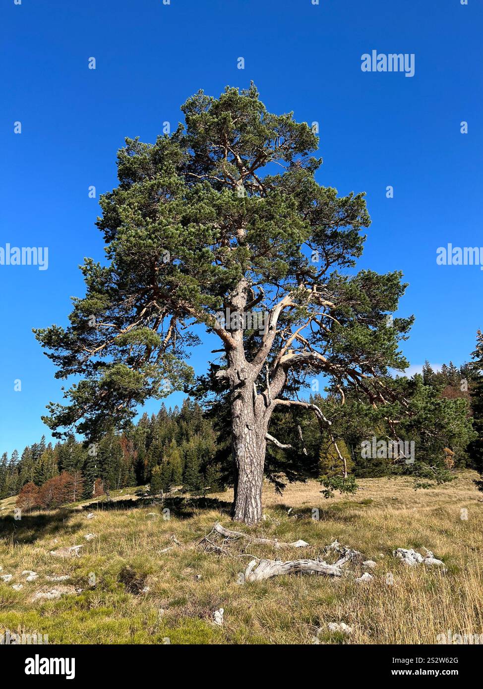 Scots pine (Pinus sylvestris Stock Photo - Alamy