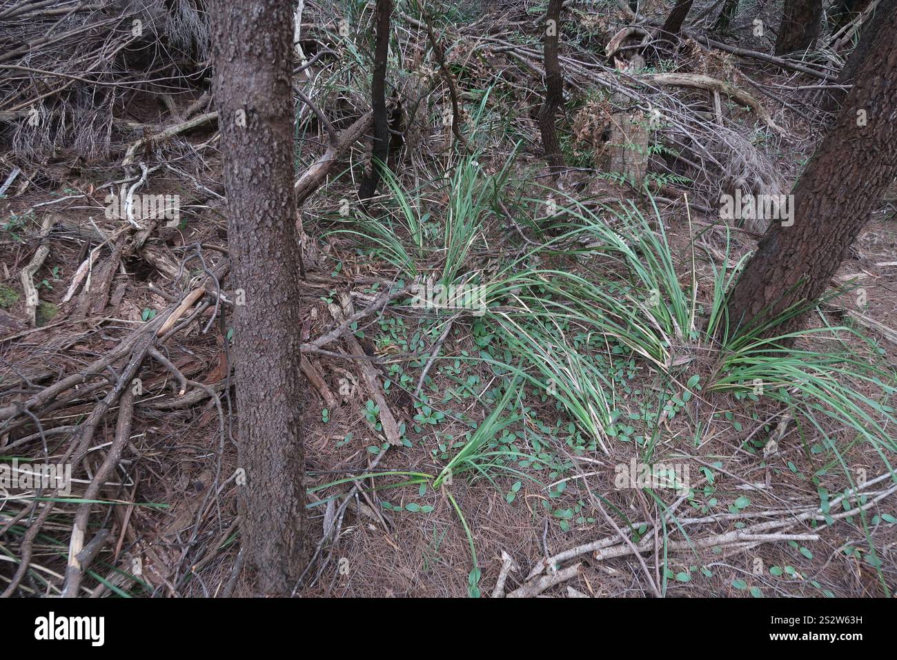 three-horned bird orchid (Chiloglottis triceratops Stock Photo - Alamy