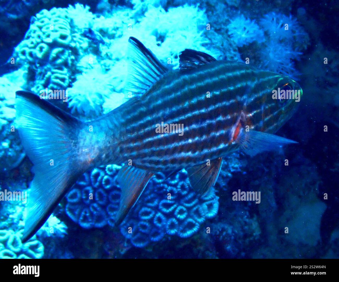Tiger Cardinalfish (Cheilodipterus macrodon Stock Photo - Alamy