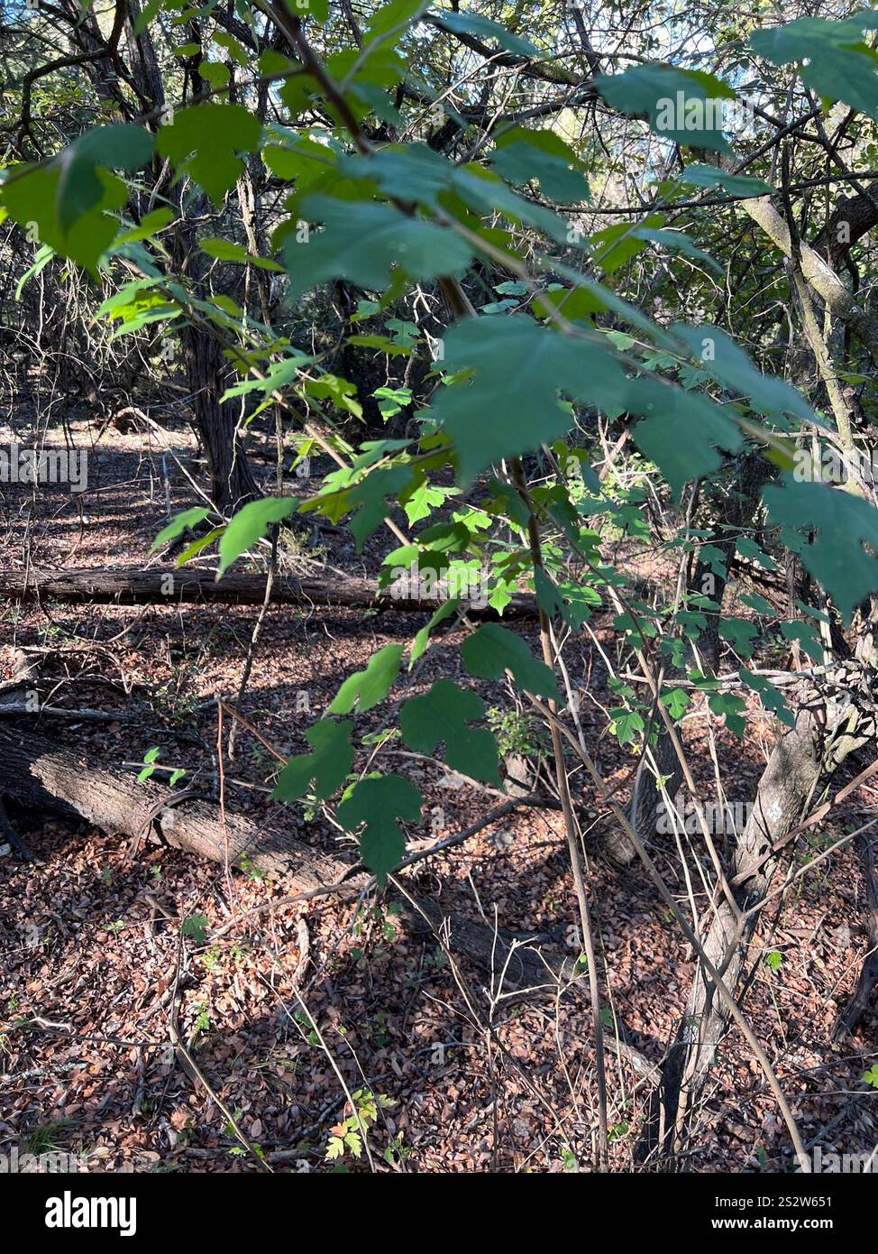 Texas mulberry (Morus microphylla Stock Photo - Alamy