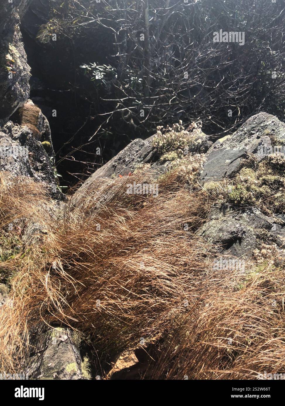highland rush (Oreojuncus trifidus Stock Photo - Alamy