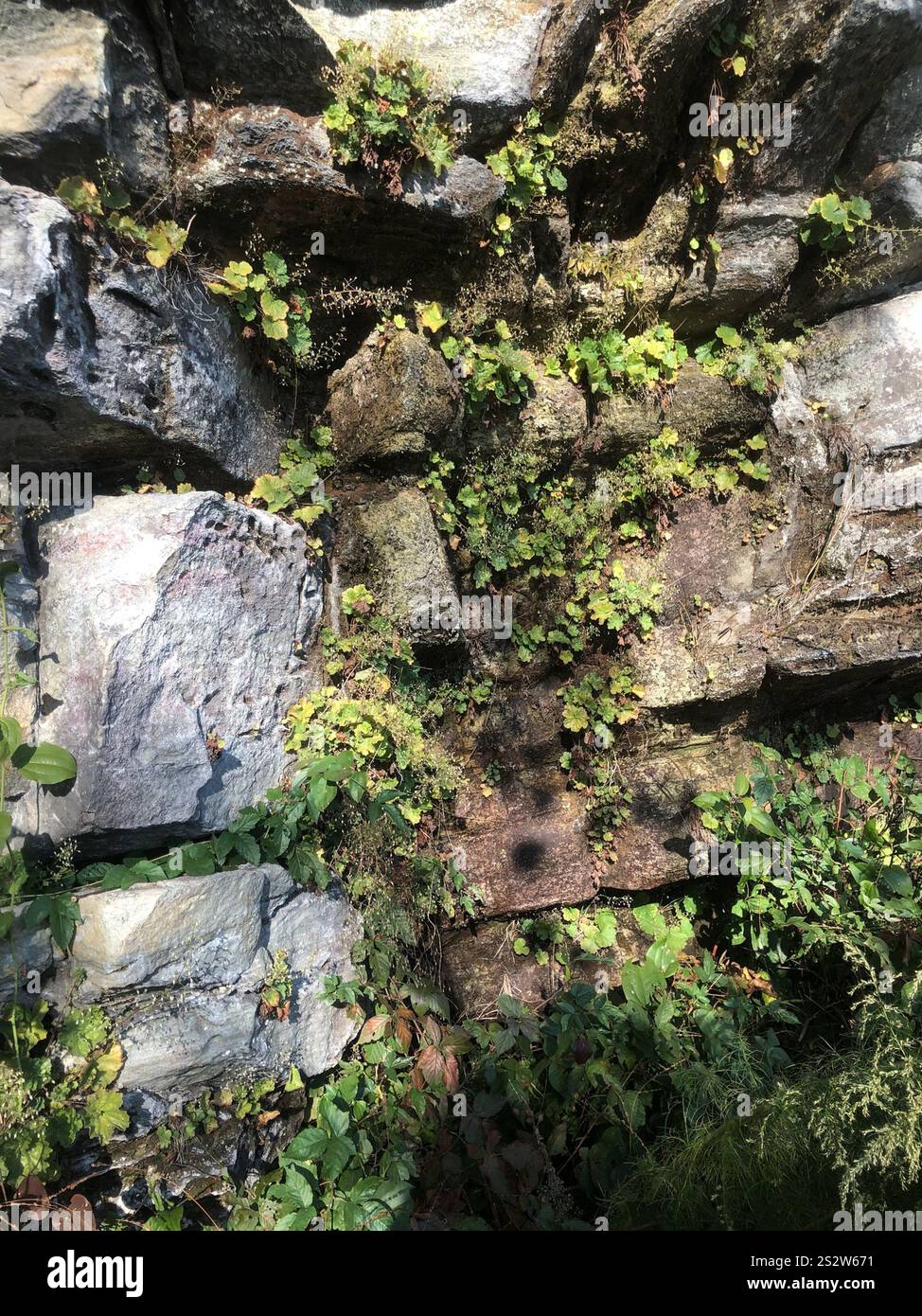 littleflower alumroot (Heuchera parviflora saurensis Stock Photo - Alamy