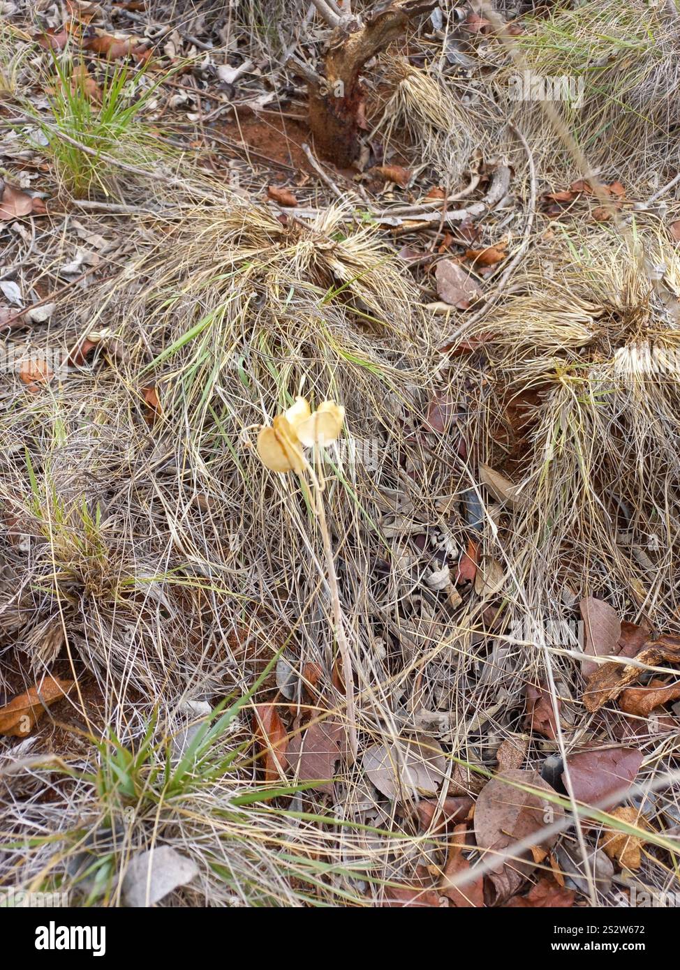 Hyacinth subfamily (Scilloideae Stock Photo - Alamy