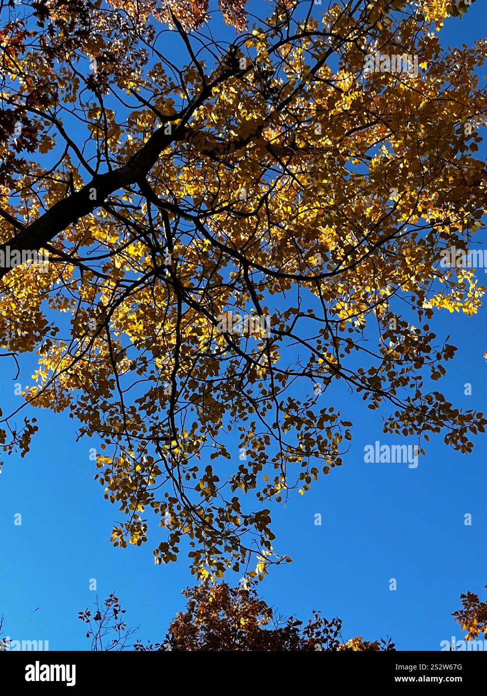 bigtooth aspen (Populus grandidentata Stock Photo - Alamy