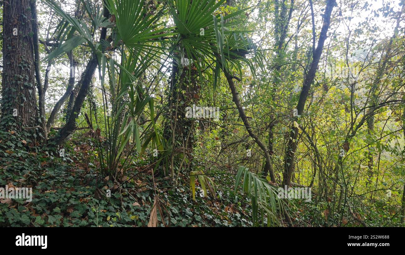 Chusan Palm (Trachycarpus fortunei Stock Photo - Alamy