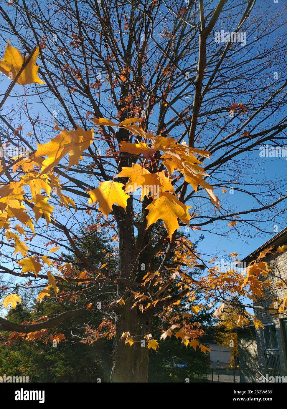 sugar maple (Acer saccharum Stock Photo - Alamy