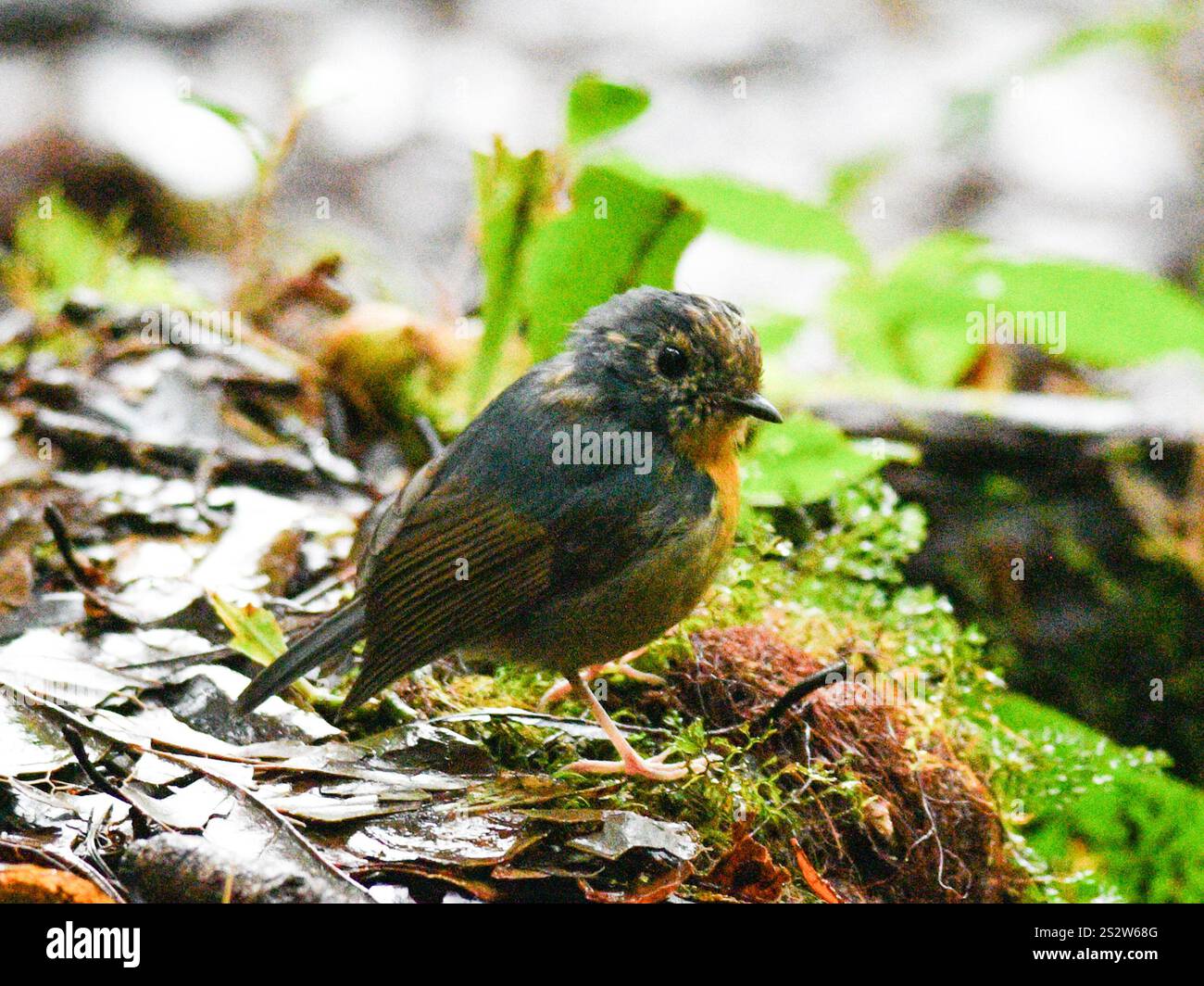 Ficedula Flycatchers (Ficedula Stock Photo - Alamy