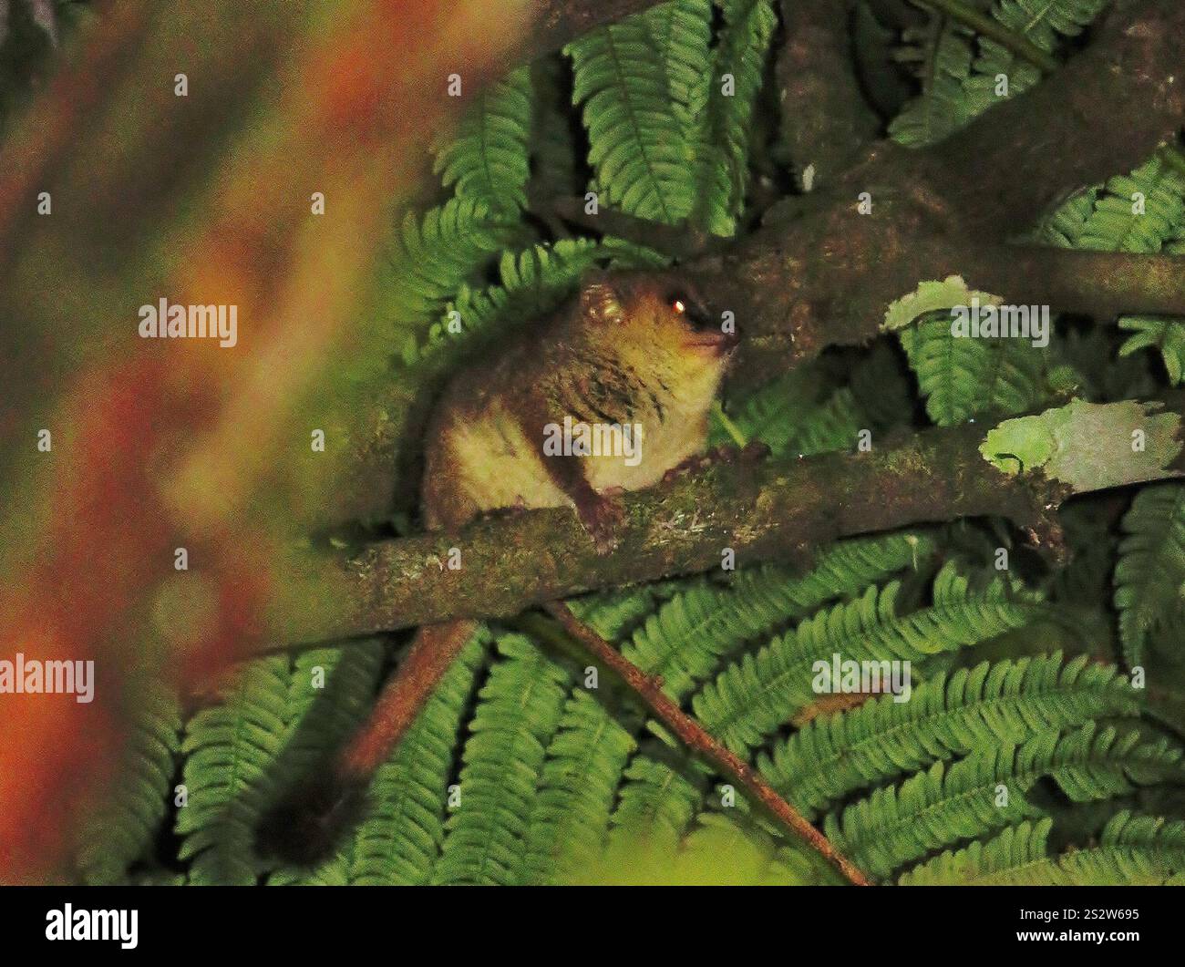 Rufous Mouse Lemur (Microcebus rufus Stock Photo - Alamy