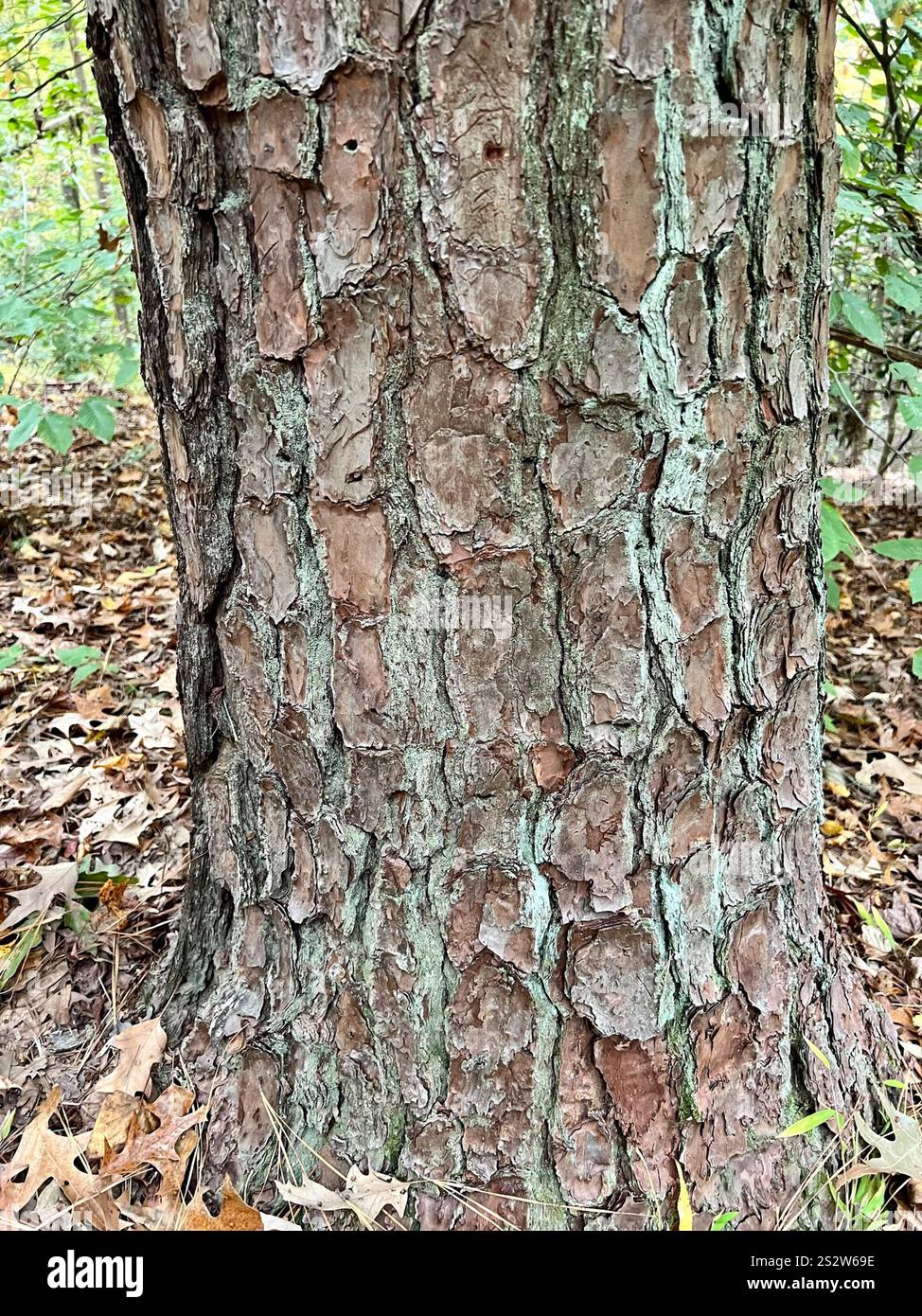 loblolly pine (Pinus taeda Stock Photo - Alamy
