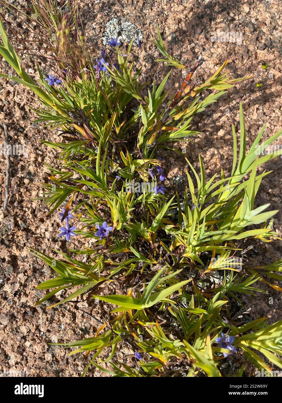 nodding blue lily (Stypandra glauca Stock Photo - Alamy