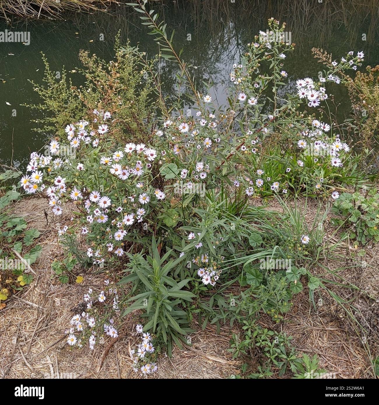 Pacific Aster (Symphyotrichum chilense Stock Photo - Alamy
