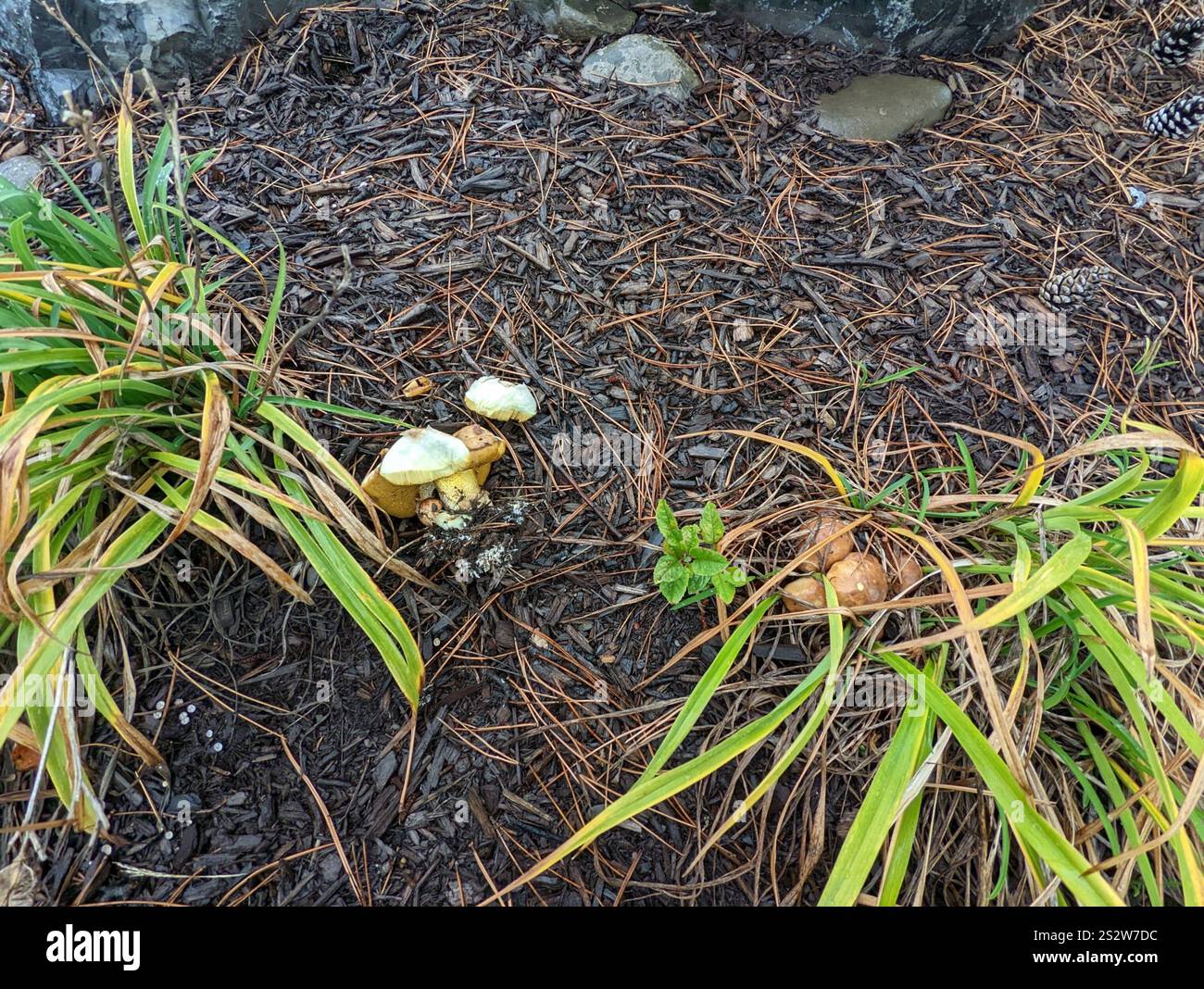 Slippery Jacks (Suillus Stock Photo - Alamy