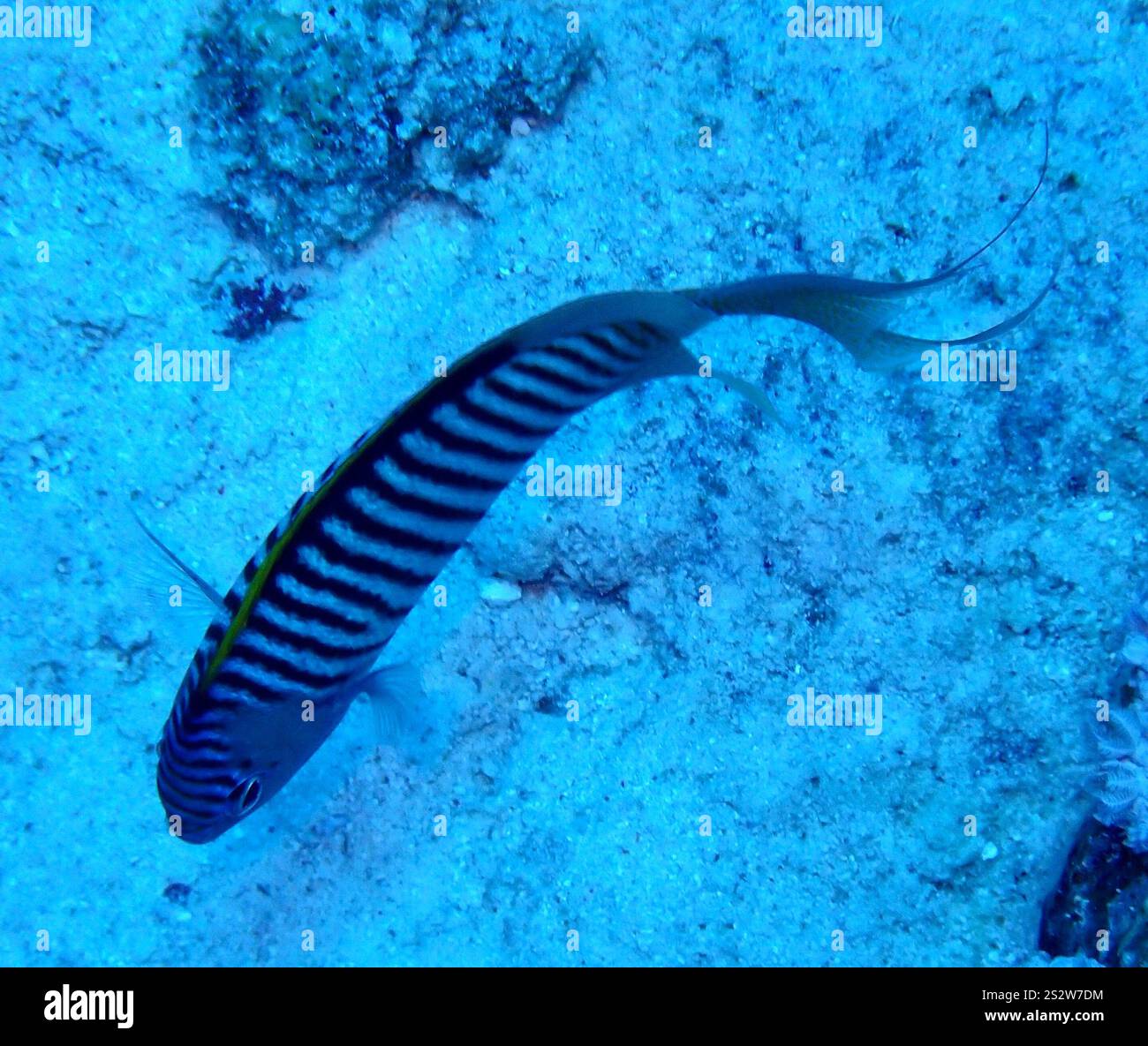 Zebra Angelfish (Genicanthus caudovittatus Stock Photo - Alamy