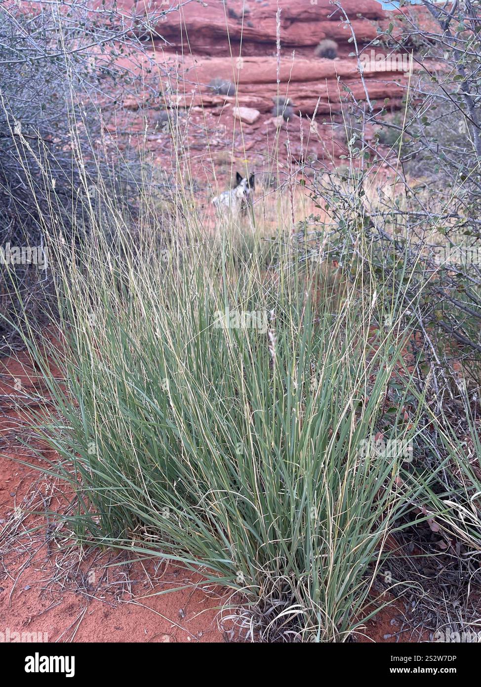 James' Galleta (Hilaria jamesii Stock Photo - Alamy