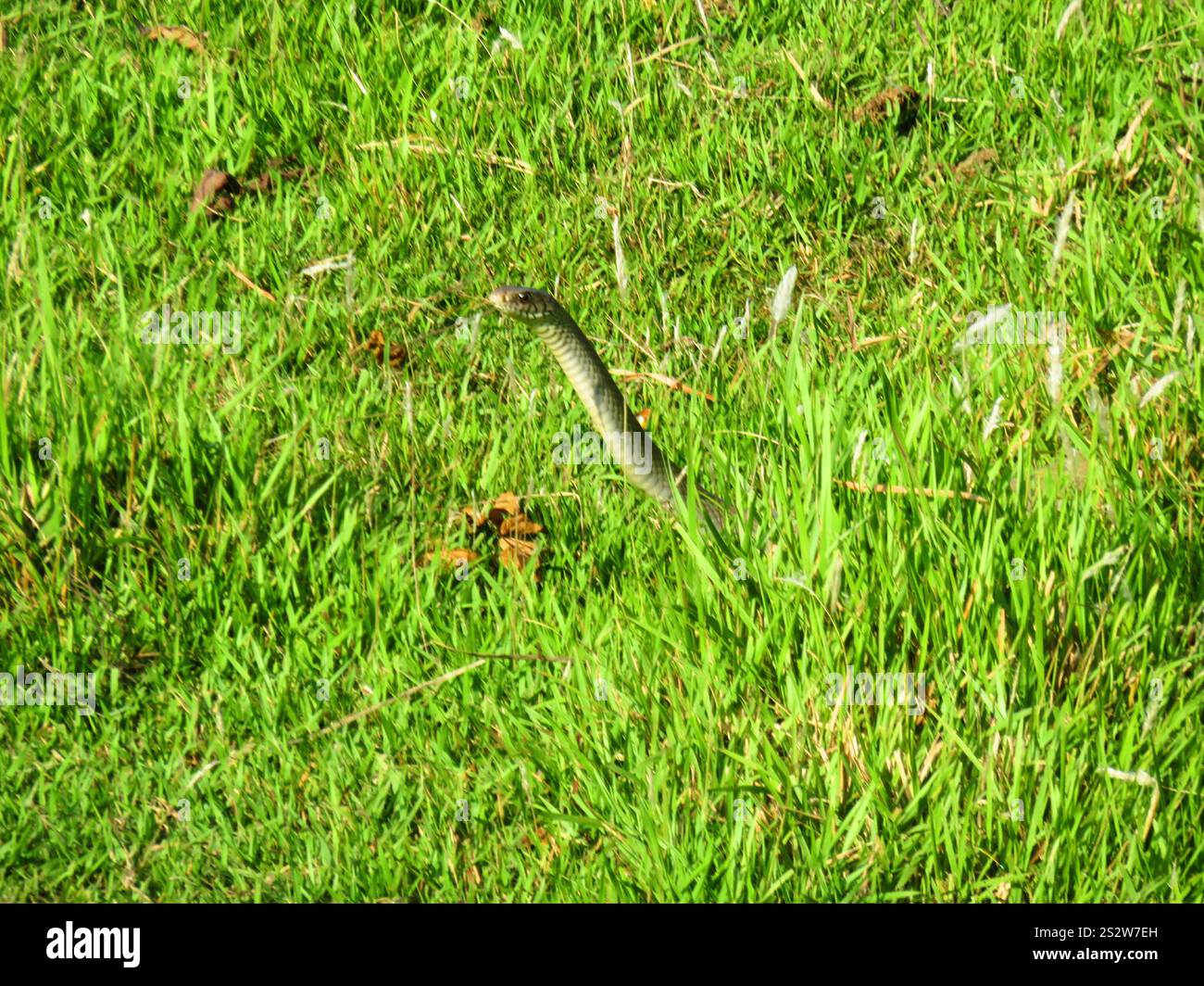 Oriental rat snake ptyas hi-res stock photography and images - Alamy