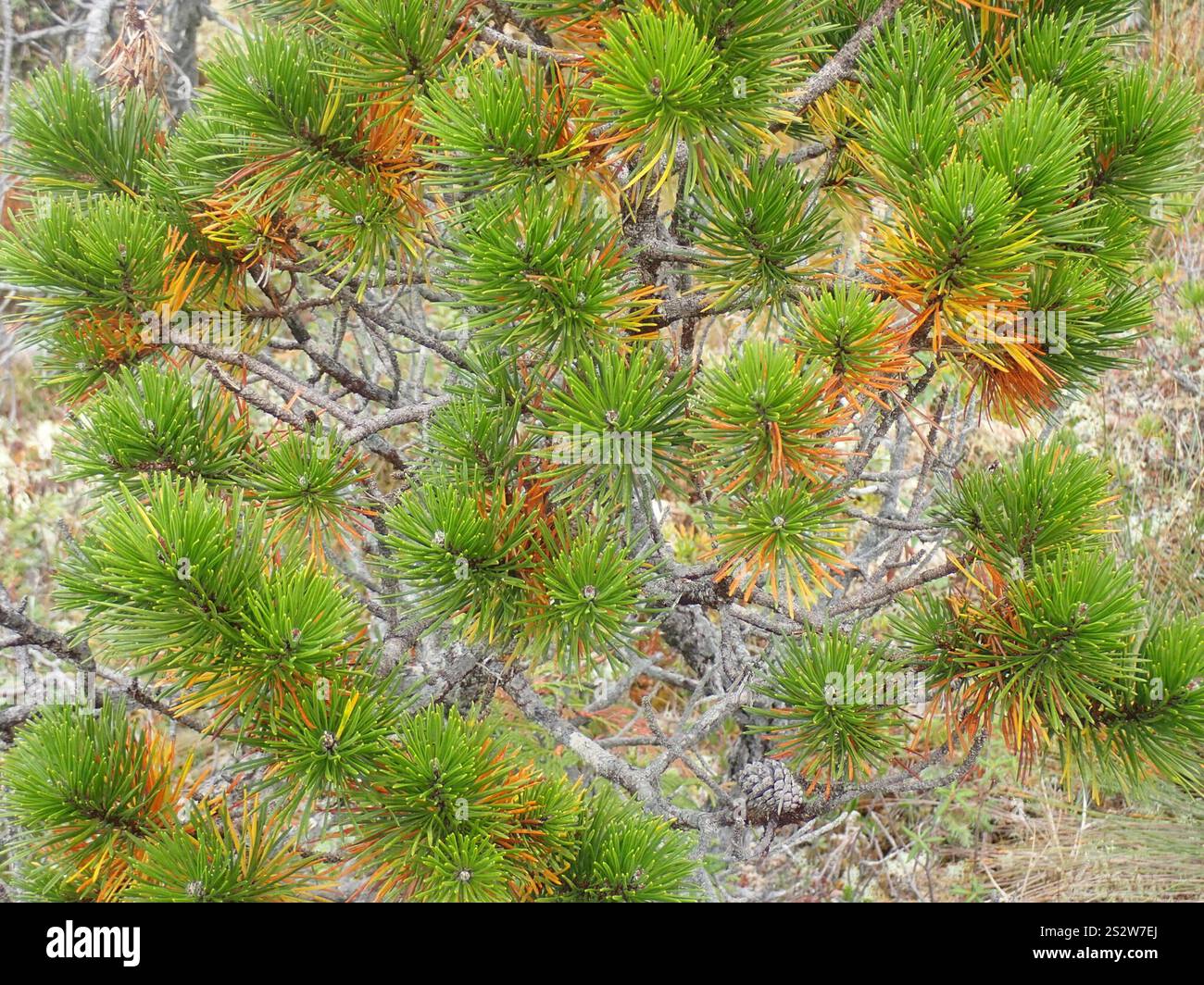 Shore Pine (Pinus contorta contorta Stock Photo - Alamy