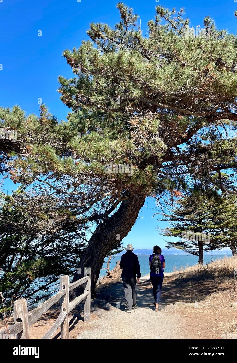 Monterey pine (Pinus radiata Stock Photo - Alamy