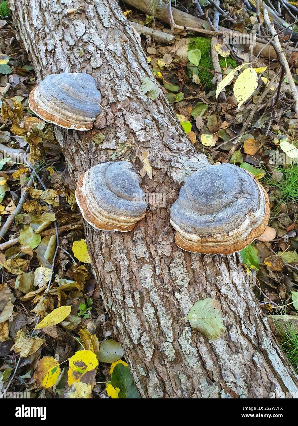 Hoof Fungus (Fomes fomentarius Stock Photo - Alamy