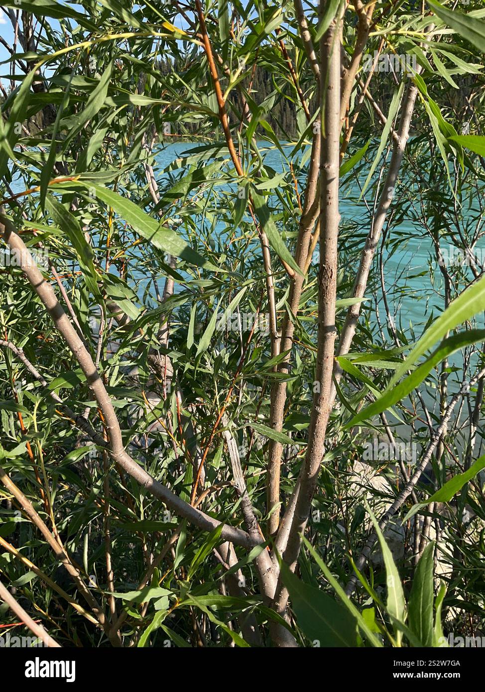 interior sandbar willow (Salix interior Stock Photo - Alamy