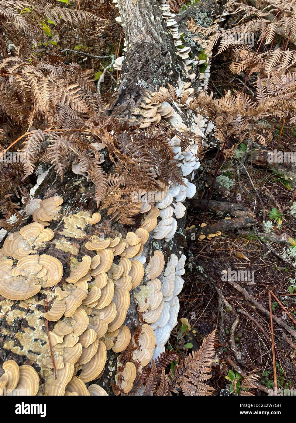 violet-toothed polypore (Trichaptum biforme Stock Photo - Alamy