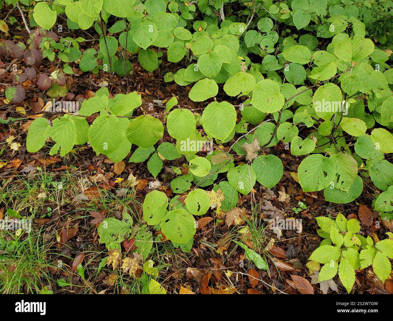 hobblebush (Viburnum lantanoides Stock Photo - Alamy