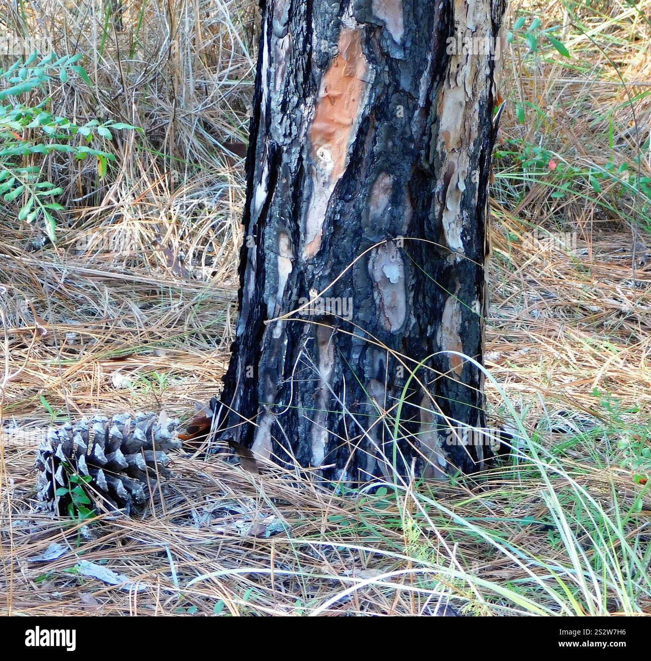 longleaf pine (Pinus palustris Stock Photo - Alamy