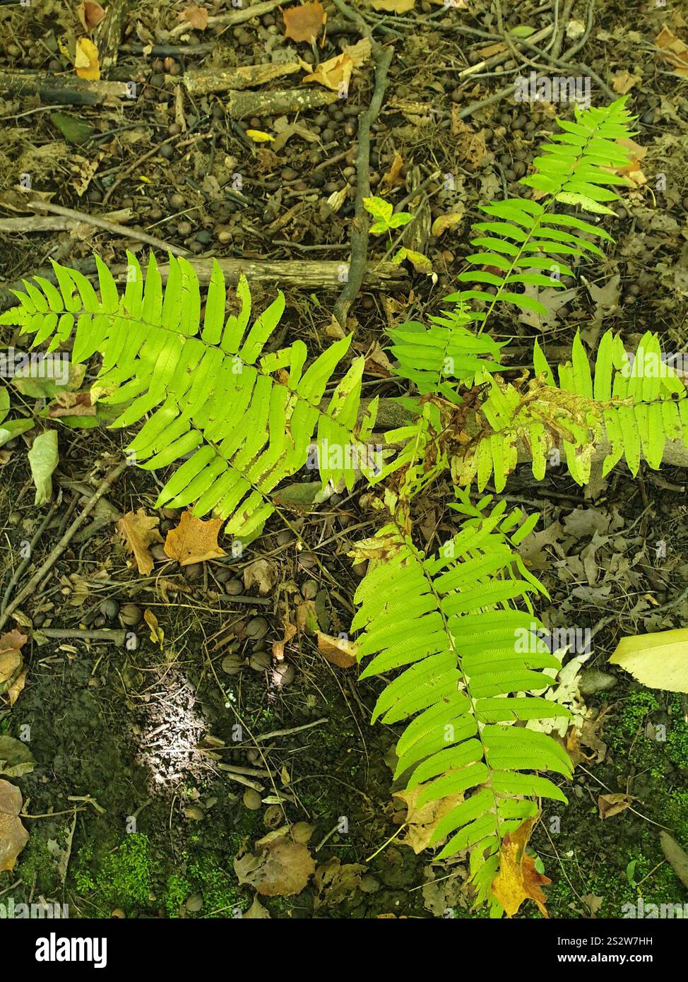narrow-leaved glade fern (Homalosorus pycnocarpos Stock Photo - Alamy