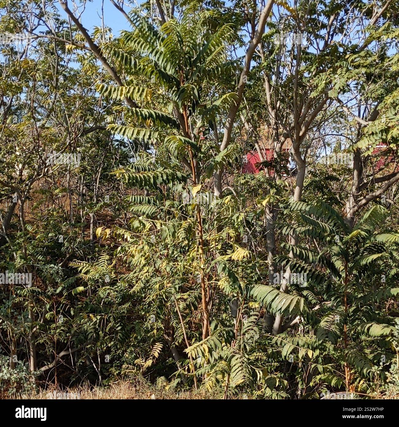 tree-of-heaven (Ailanthus altissima Stock Photo - Alamy