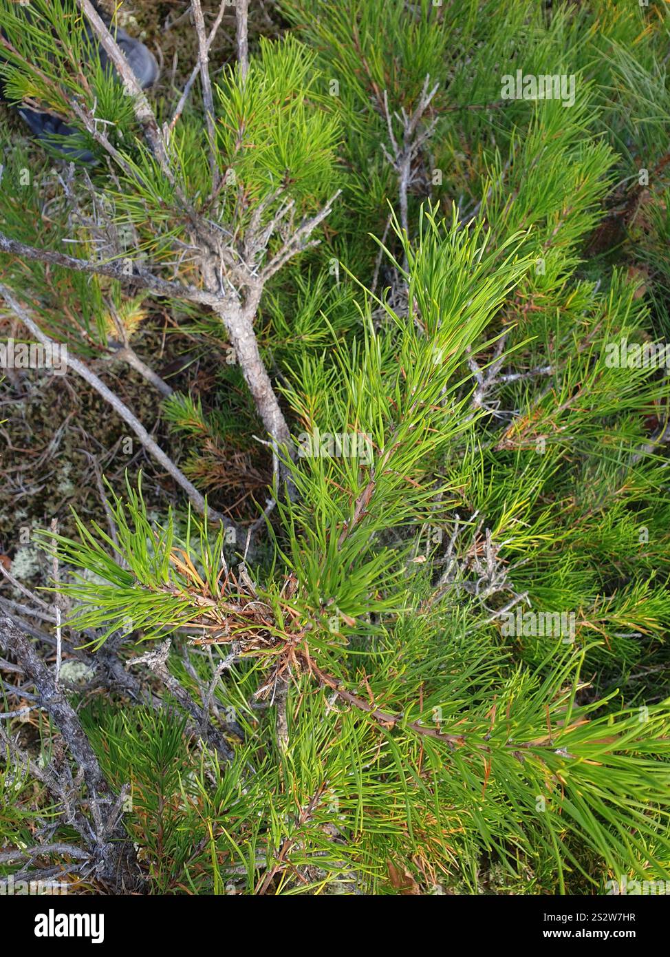 pitch pine (Pinus rigida Stock Photo - Alamy