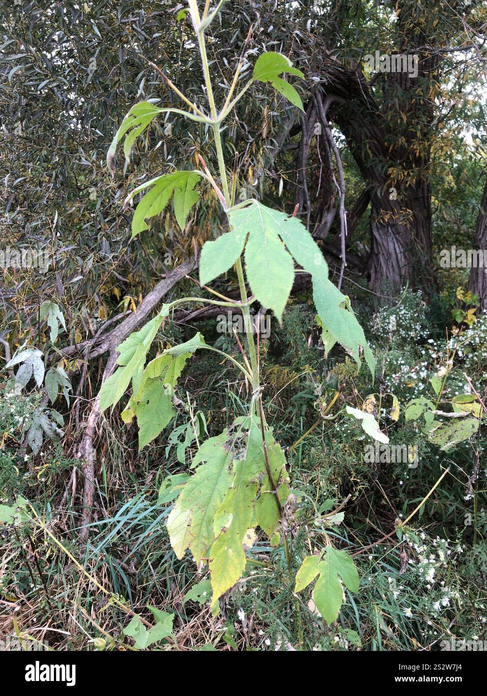 giant ragweed (Ambrosia trifida Stock Photo - Alamy