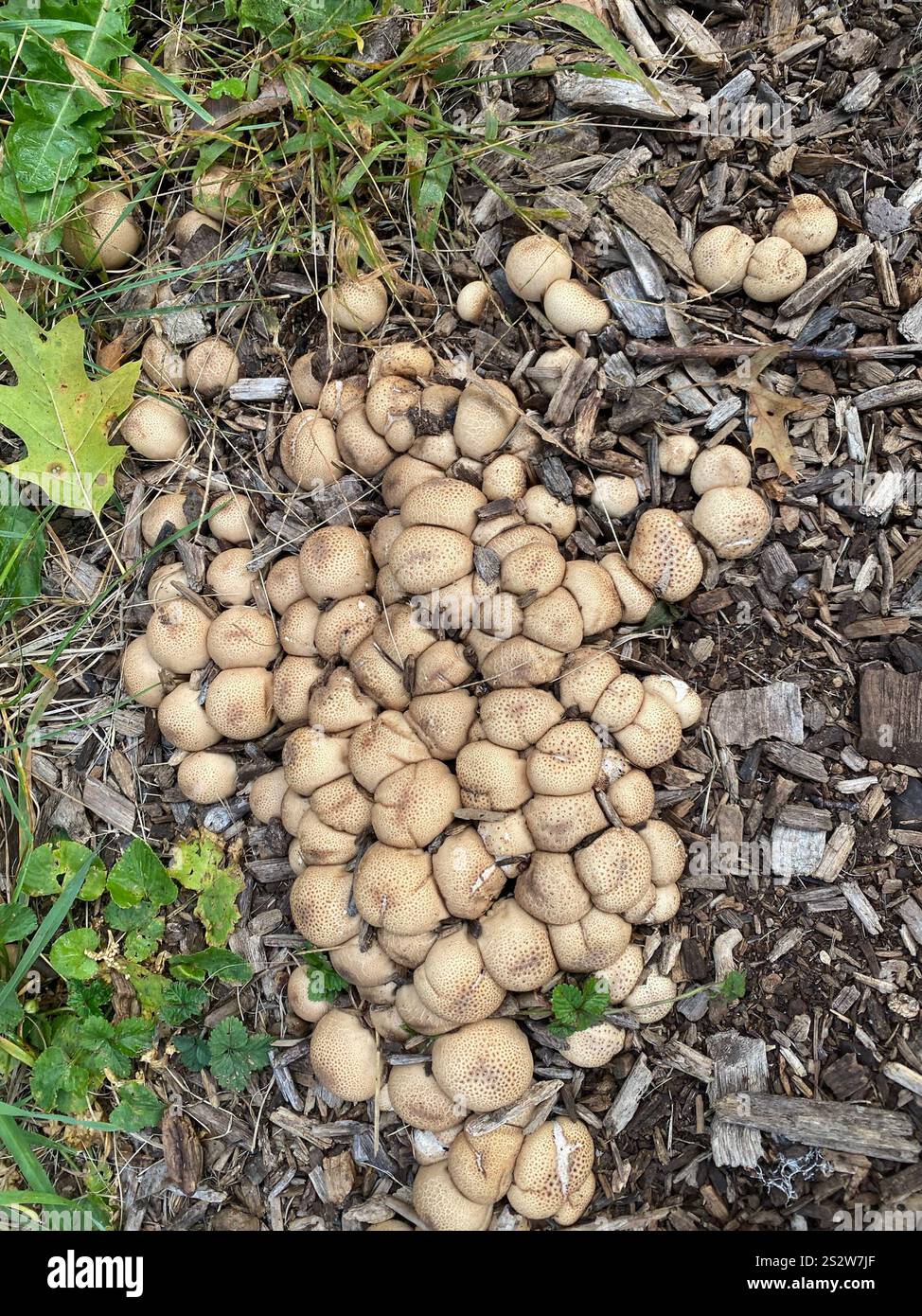 Pear-shaped Puffball (Apioperdon pyriforme Stock Photo - Alamy