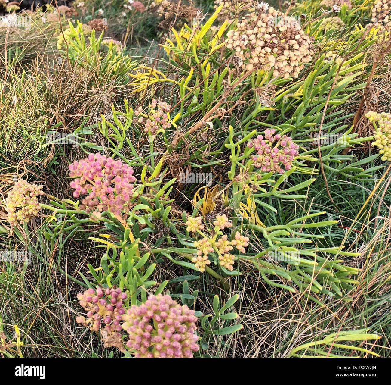 rock samphire (Crithmum maritimum Stock Photo - Alamy