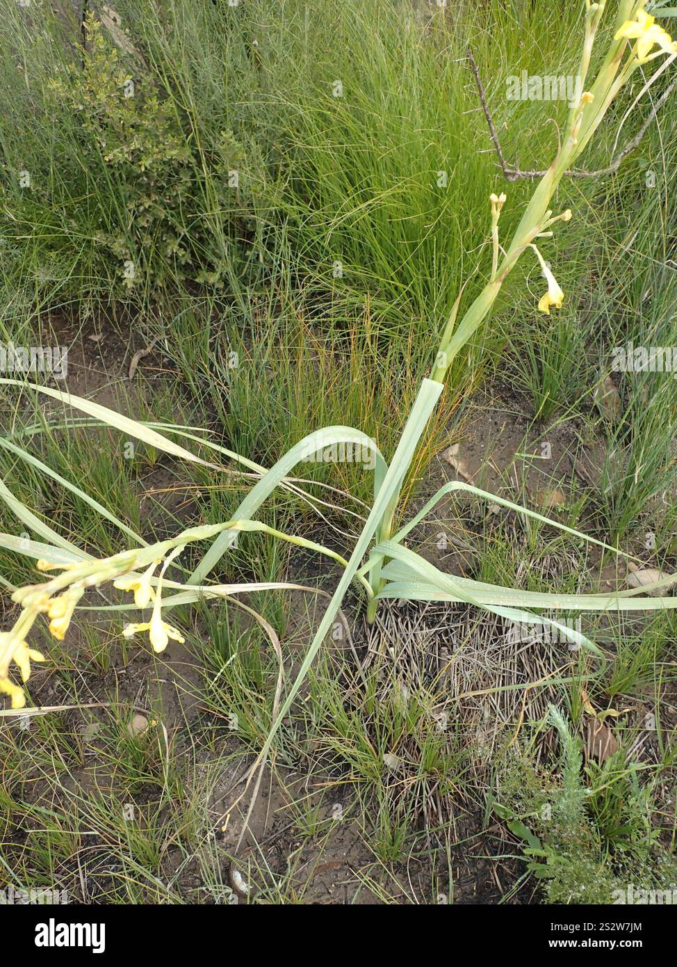 Cape Tulips (Moraea Stock Photo - Alamy
