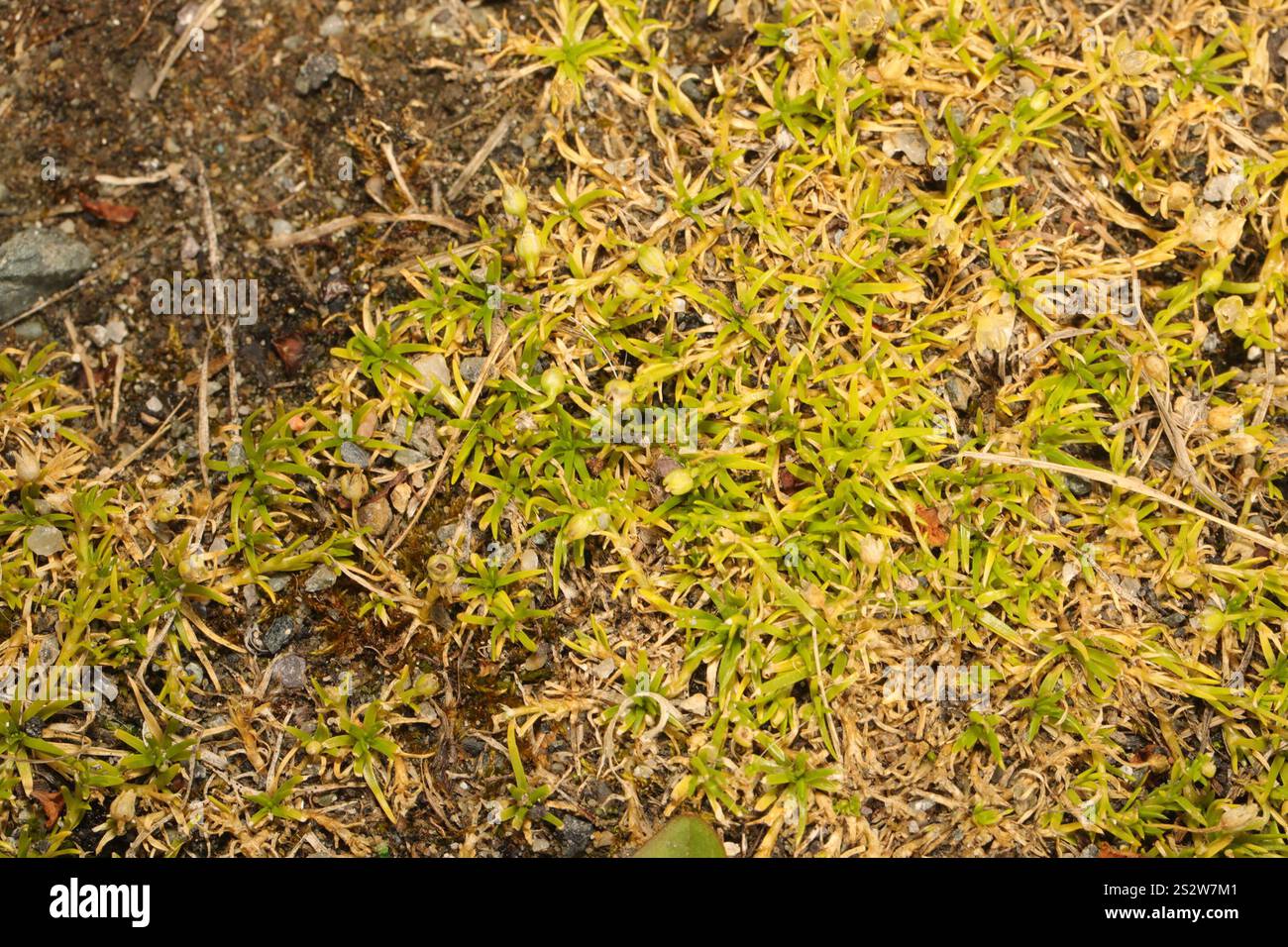 Procumbent Pearlwort (Sagina procumbens Stock Photo - Alamy