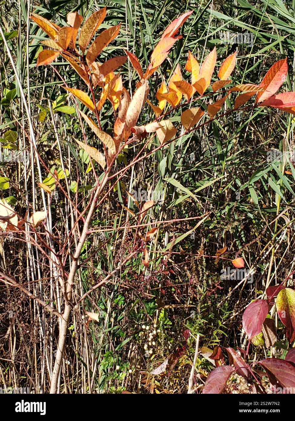 poison sumac (Toxicodendron vernix Stock Photo - Alamy