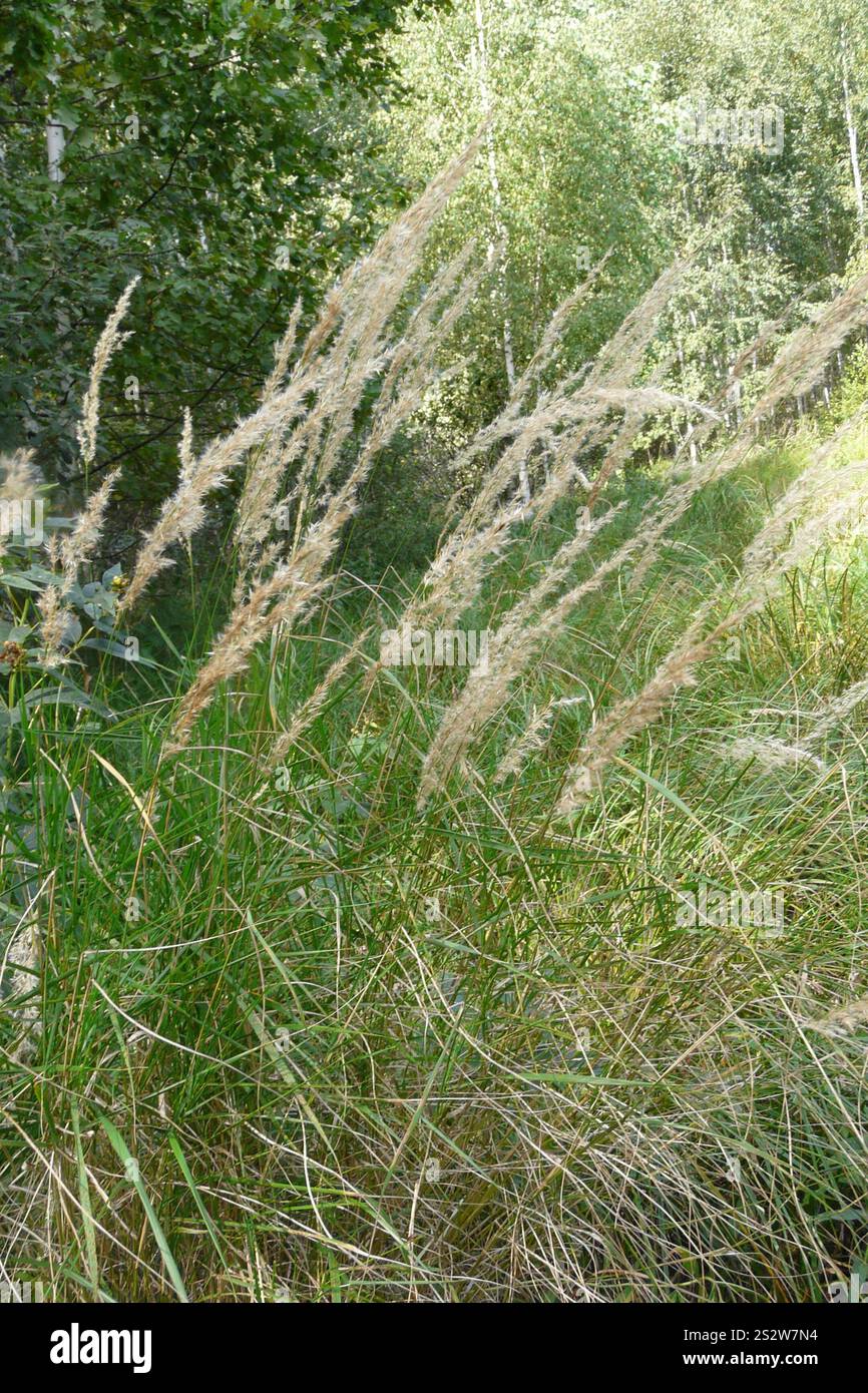 Purple Small-reed (Calamagrostis canescens Stock Photo - Alamy
