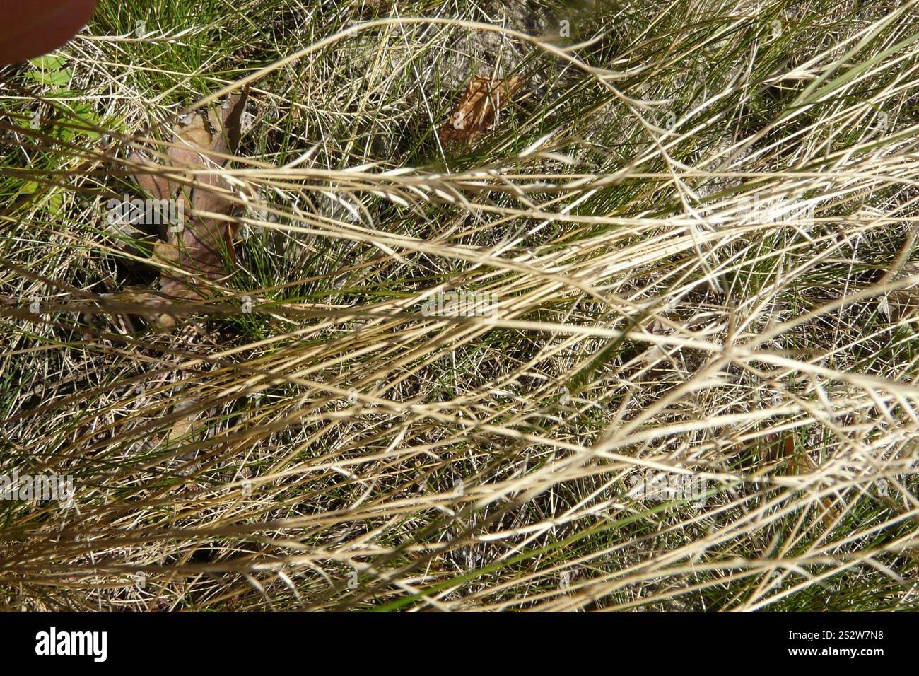 Matgrass (Nardus stricta Stock Photo - Alamy