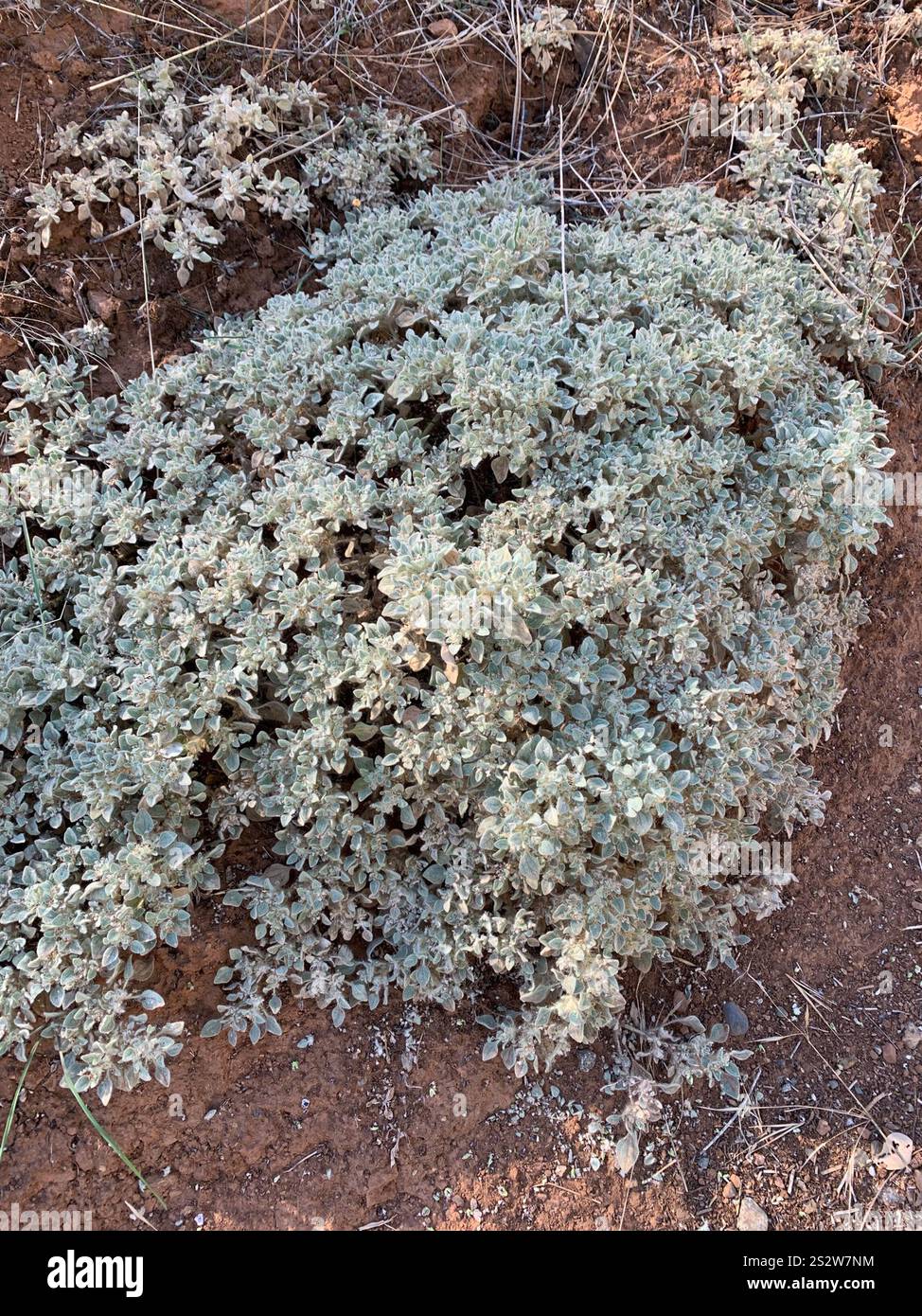 turkey mullein (Croton setiger Stock Photo - Alamy