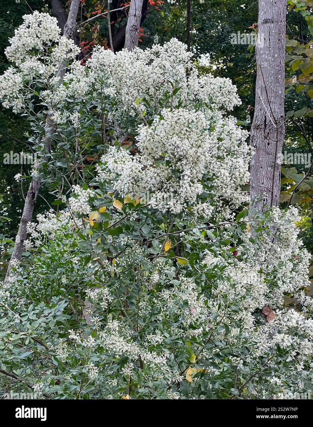 groundsel tree (Baccharis halimifolia Stock Photo - Alamy