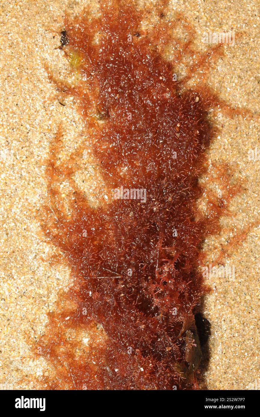 red algae (Rhodophyta Stock Photo - Alamy