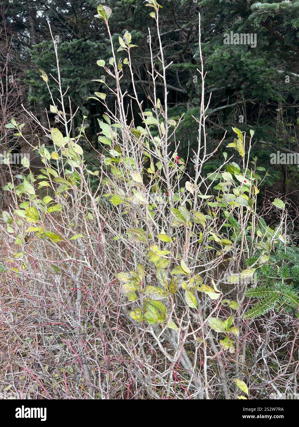 long-stalked holly (Ilex collina Stock Photo - Alamy