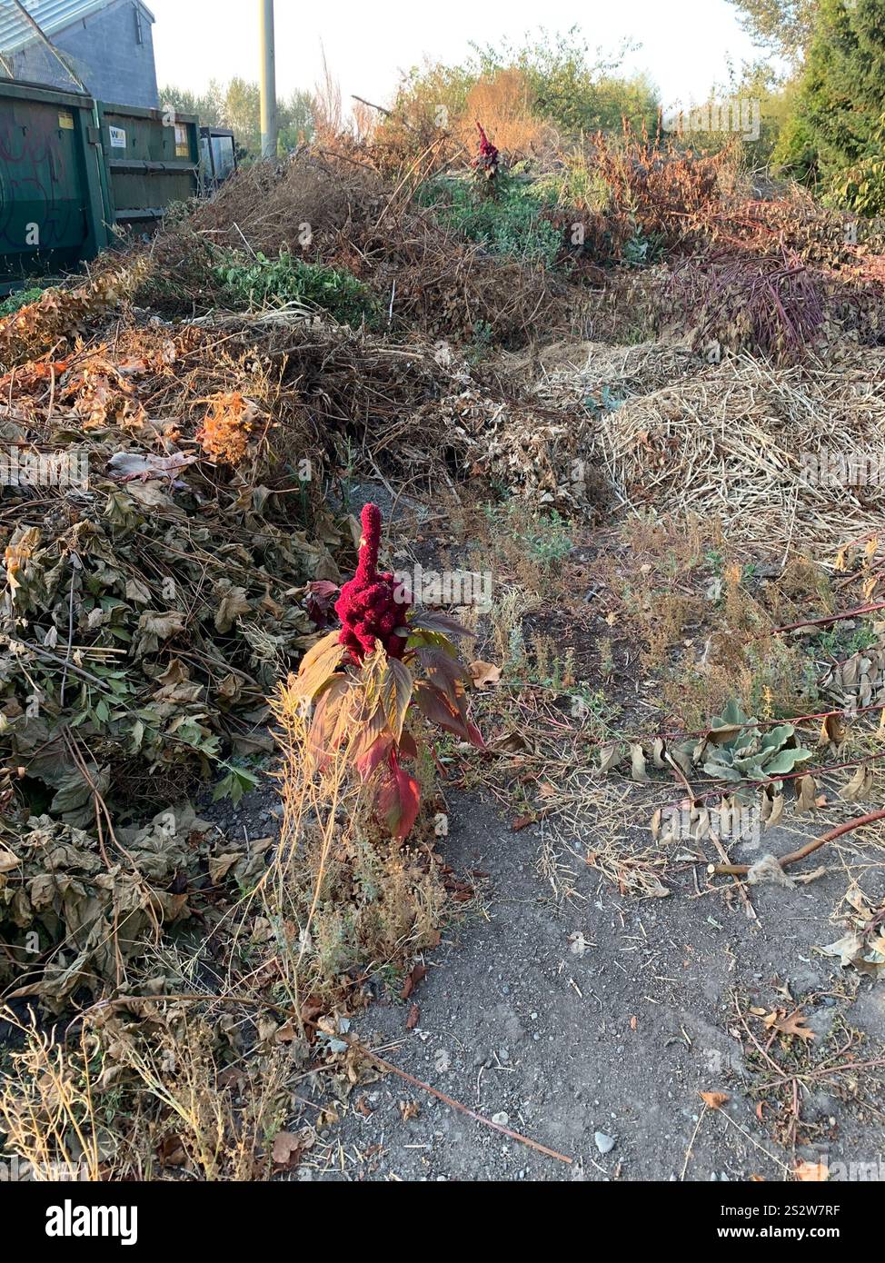 Love-lies-bleeding (Amaranthus caudatus Stock Photo - Alamy
