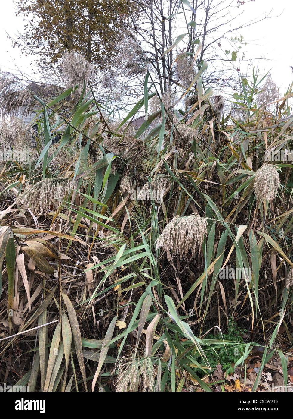 European reed (Phragmites australis australis Stock Photo - Alamy