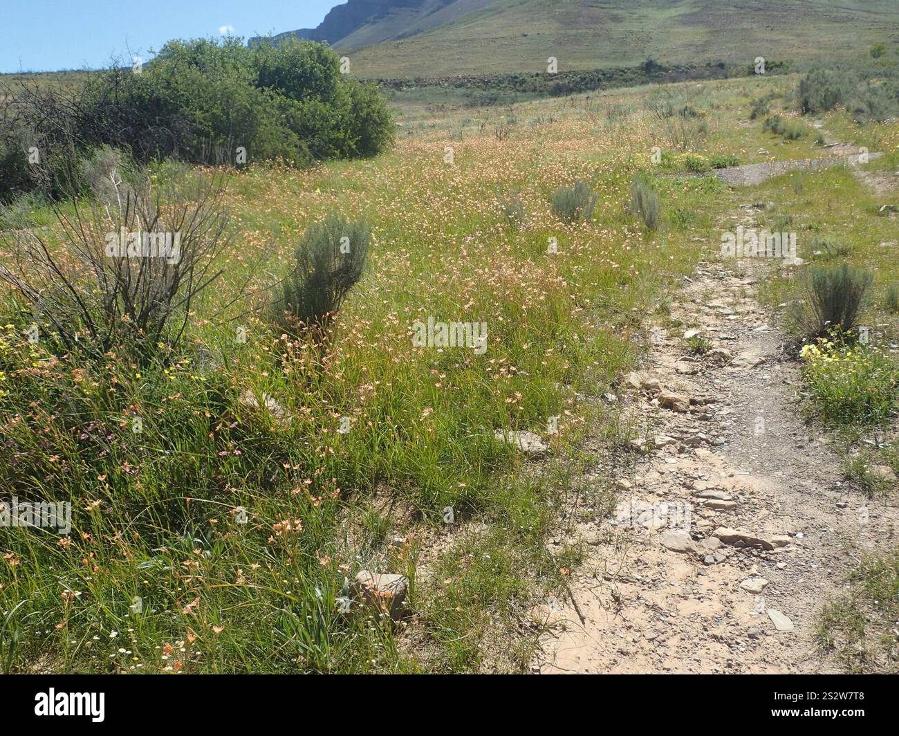 Two-leaved Cape tulip (Moraea miniata Stock Photo - Alamy