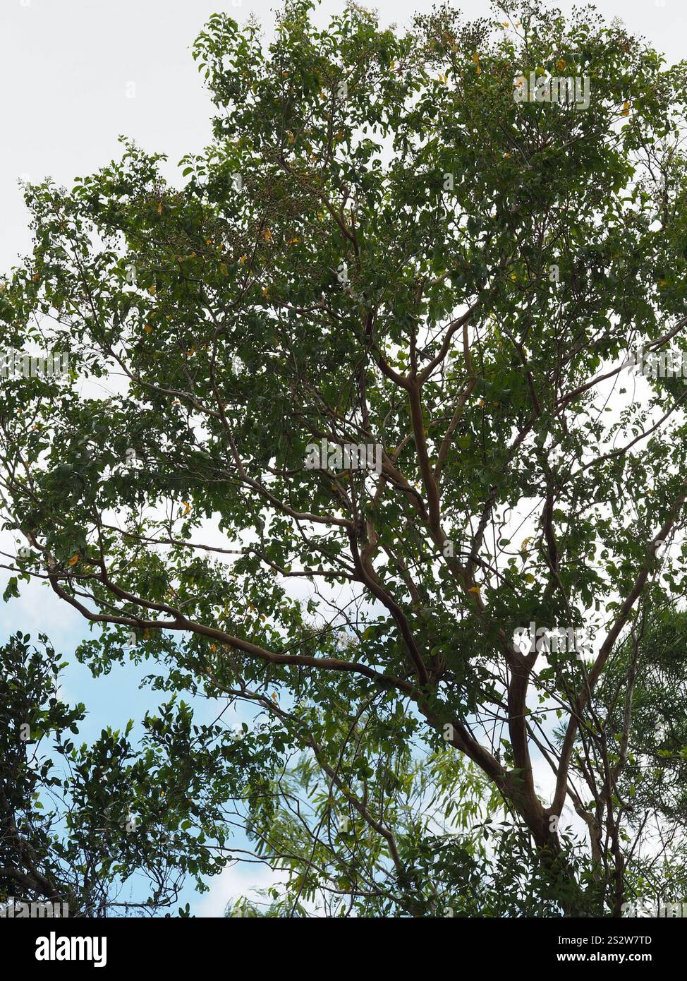 Subcostate Crape Myrtle (Lagerstroemia subcostata Stock Photo - Alamy