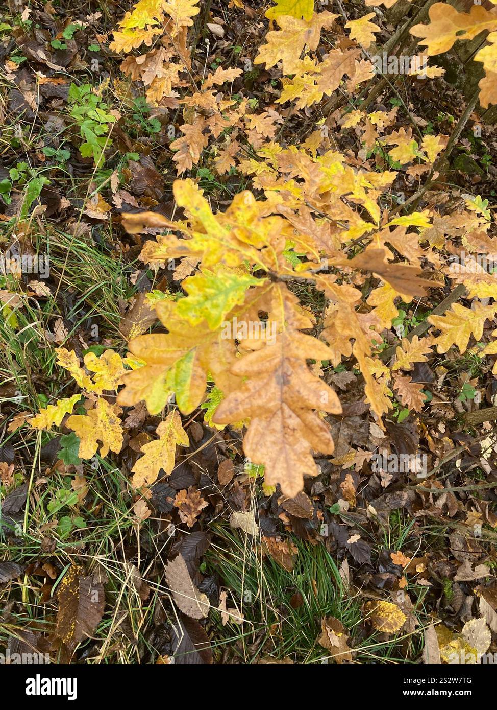 English oak (Quercus robur Stock Photo - Alamy