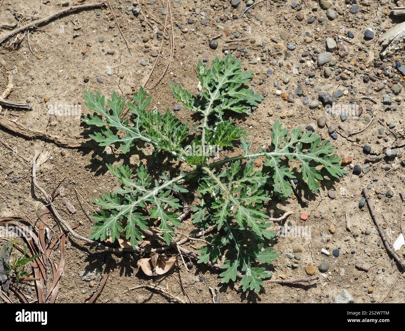 Santa Maria feverfew (Parthenium hysterophorus Stock Photo - Alamy