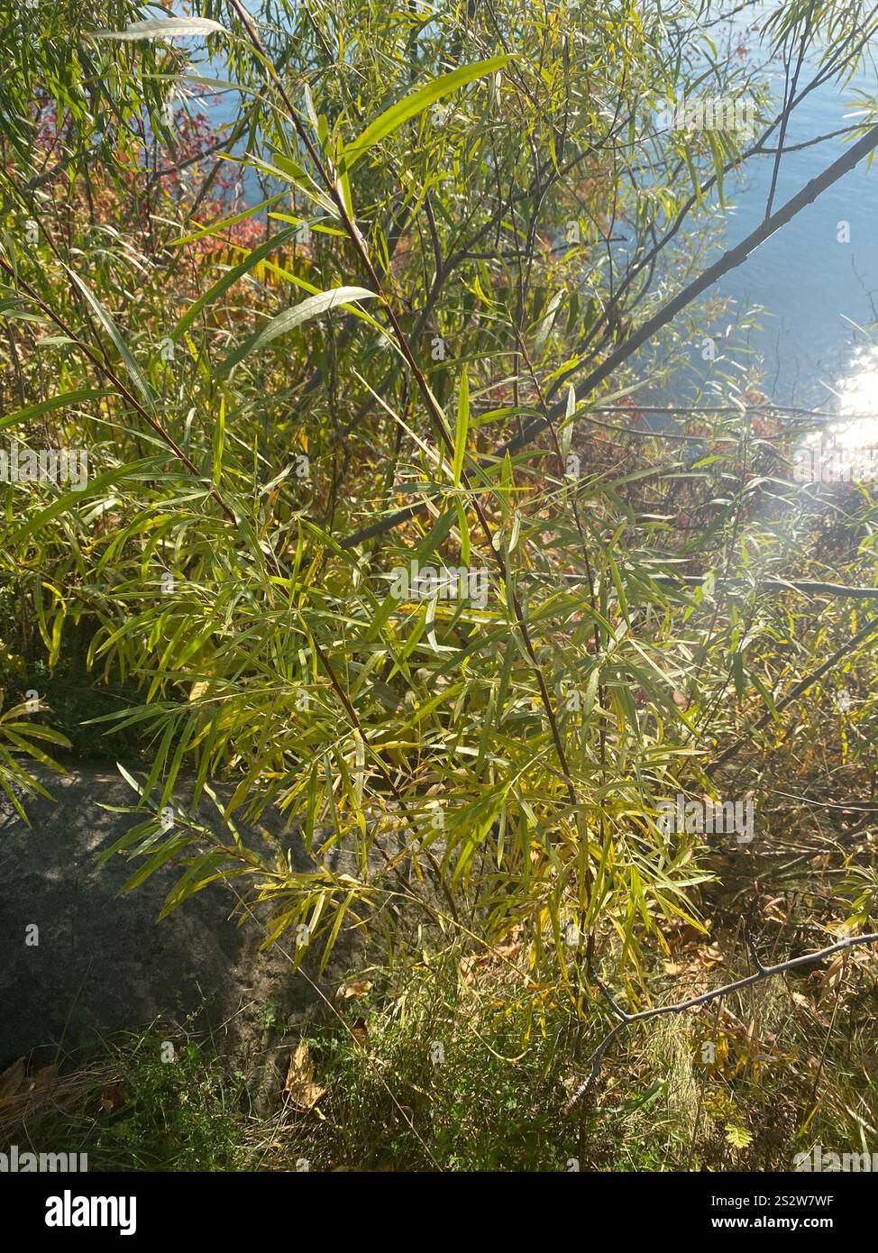 interior sandbar willow (Salix interior Stock Photo - Alamy