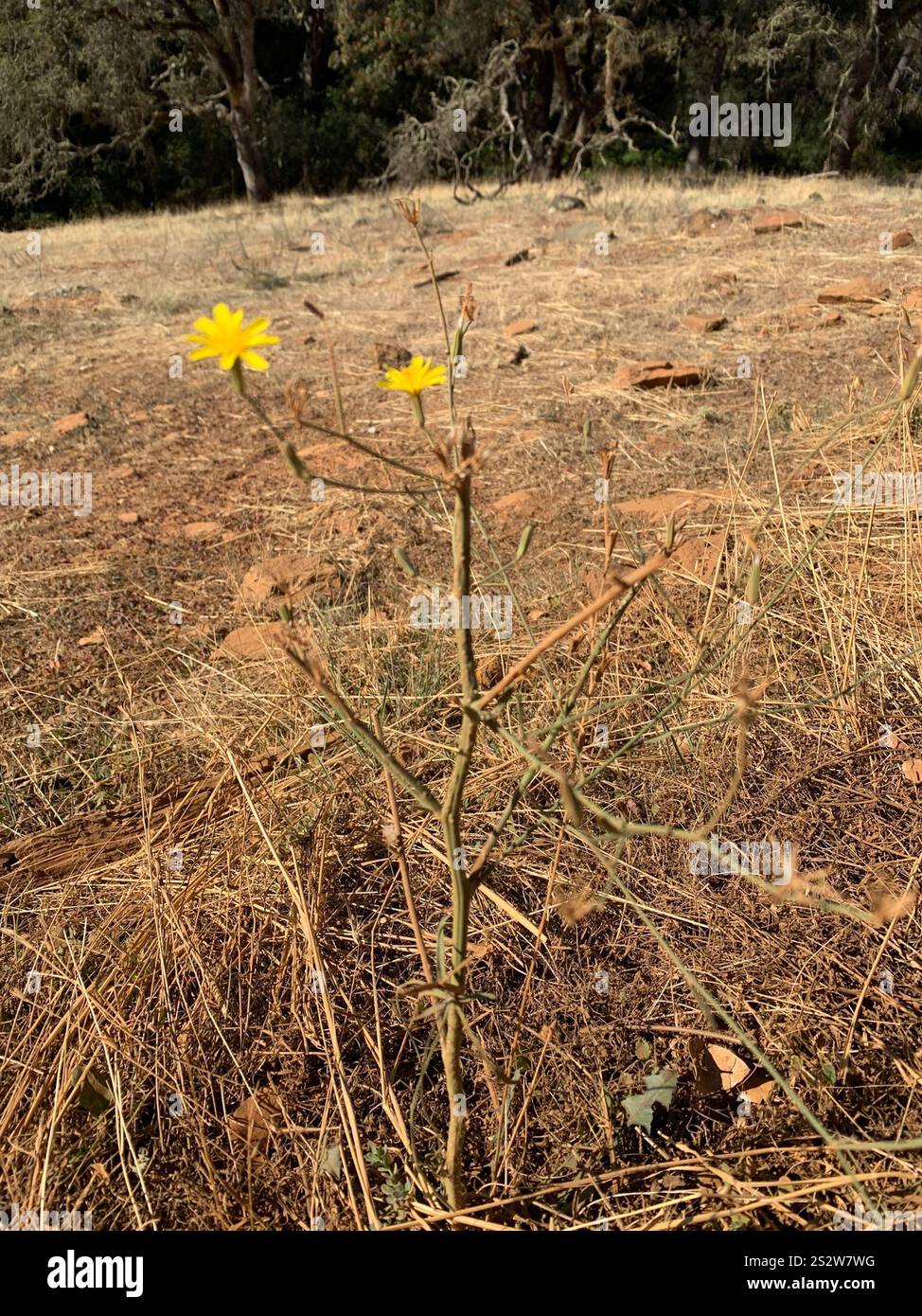 Rush Skeletonweed (Chondrilla juncea Stock Photo - Alamy